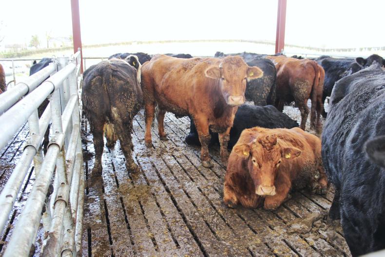 Watch: time to focus on pre-calving management - Premium