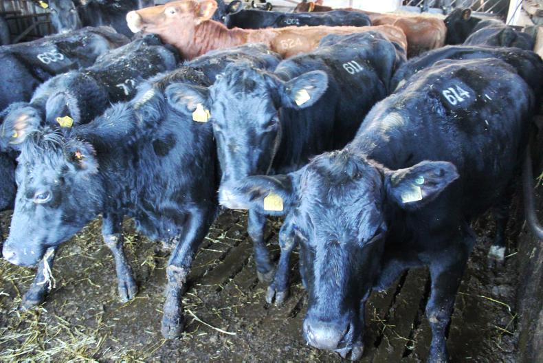 Preparing for spring calving in Co Antrim - Premium