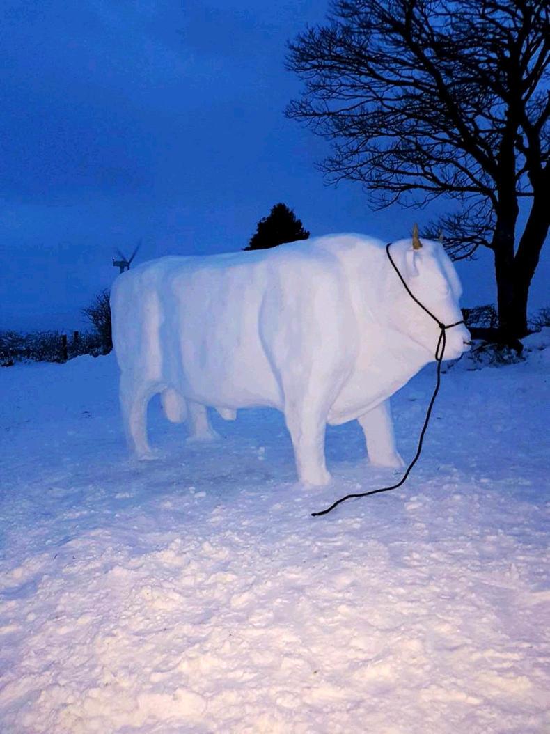 What happened the snow bull? - Free