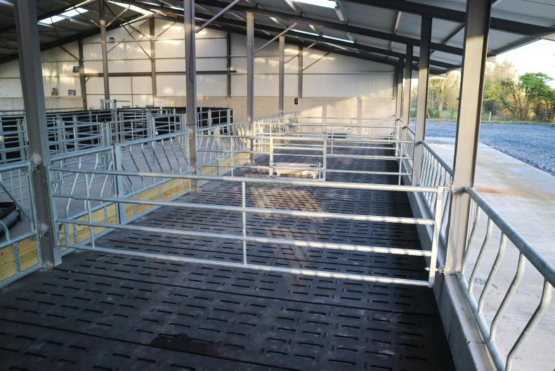 Cattle perform better on rubber slats - Premium