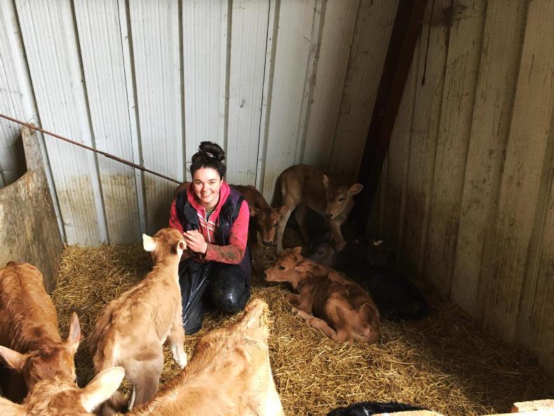 Student blog: calving over 500 cows in three weeks in Missouri - Free