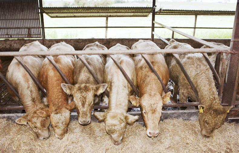 Top ten tips to finishing bulls - Premium