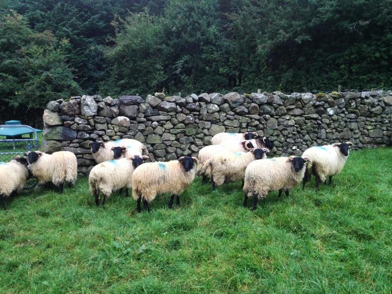 Sheep Welfare Scheme tasks refresher course - Premium