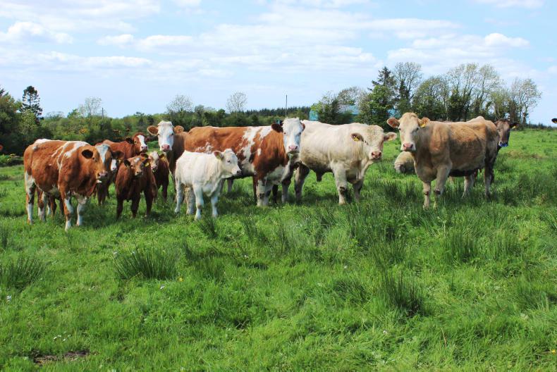 Getting the grazing block under control - Premium