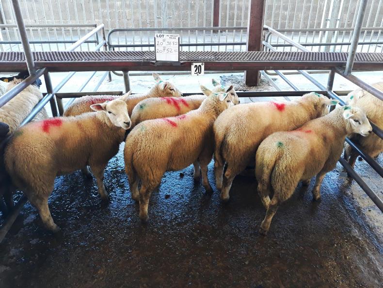 Defra consults on sheep grading - Premium