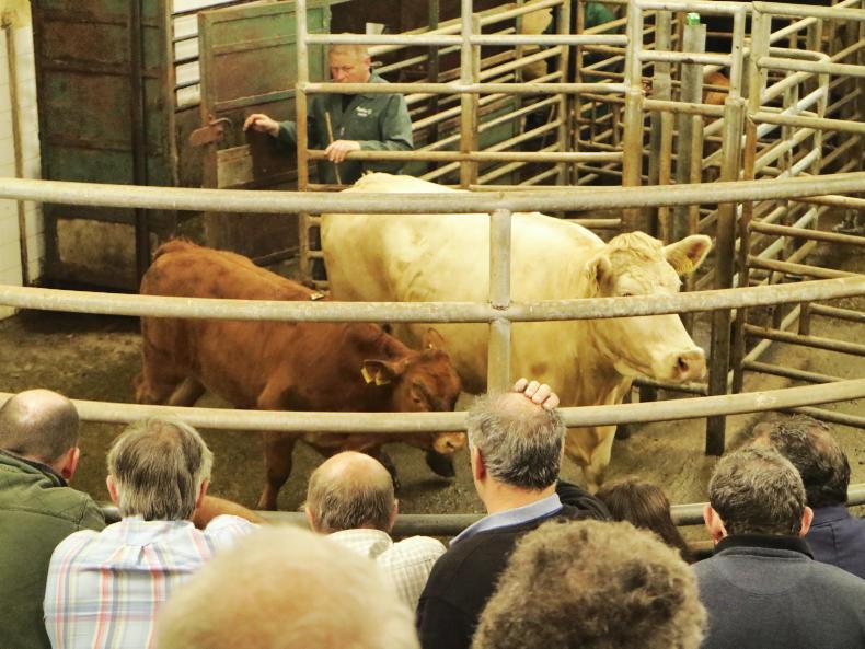 Strong demand for cow and calf lots - Premium