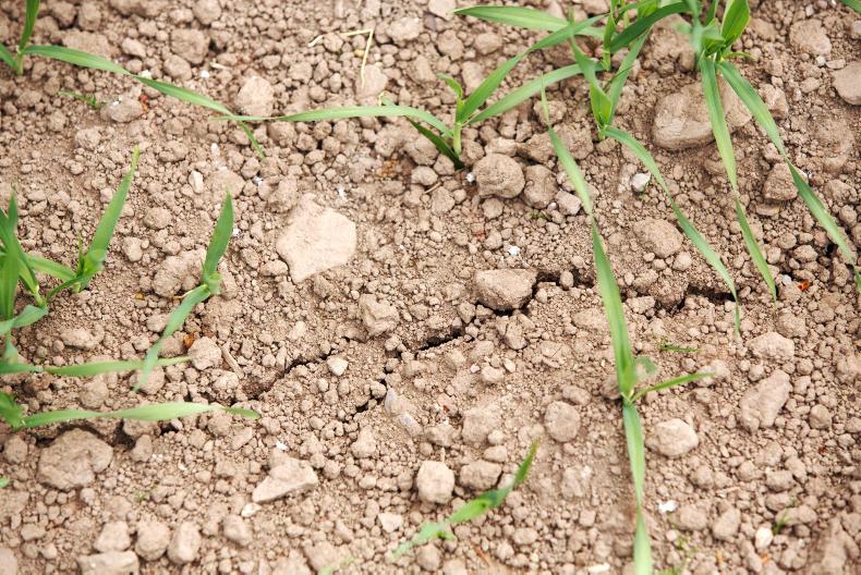 Ground, crops and animals crying out for water – Met Éireann - Free