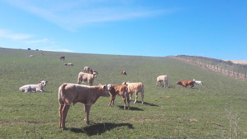 Farm Profit Programme: Pasture at a premium in Cranna - Free