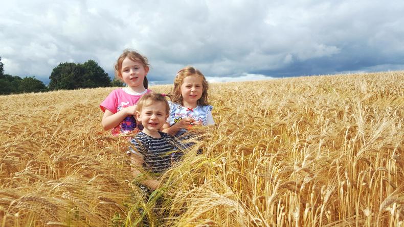 The farmer's daily wrap: calls for fodder import scheme and Fair Deal ...