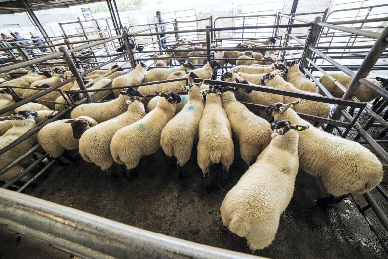 Camera at the mart: steady start to breeding sale at Tullow - Premium