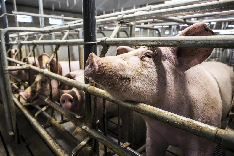 Pig prices: numbers strong but prices still too low - Premium