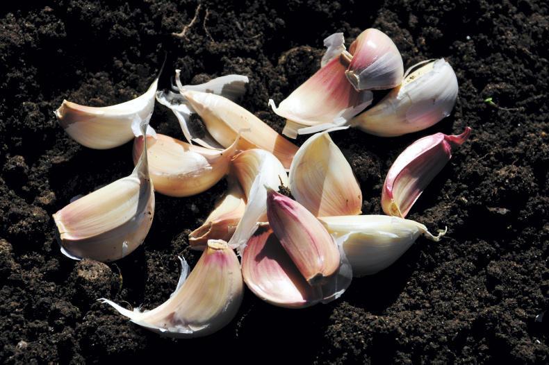 Neon-pink nerine - Premium