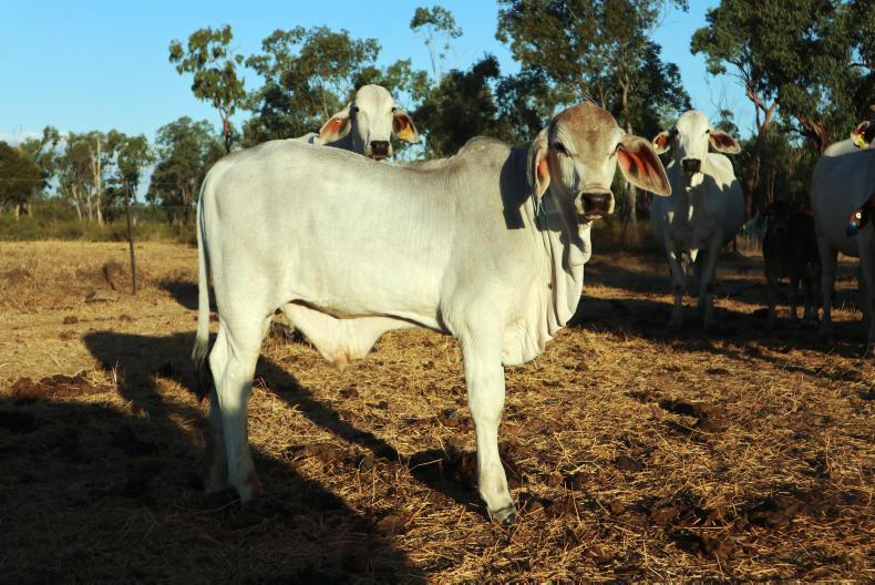 Turkey turns to South America for cheaper cattle - Premium