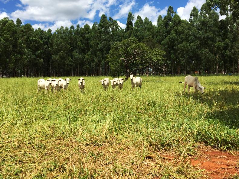 Brazil to export climate-friendly beef - Premium