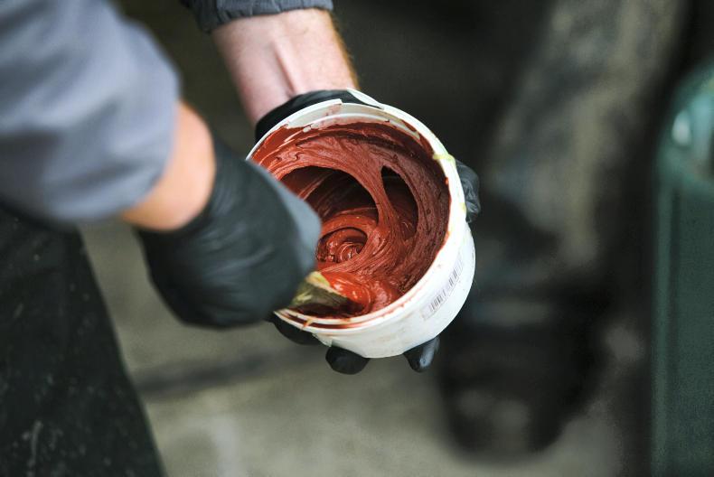 Farmer Writes: raddling rams for the breeding season - Premium