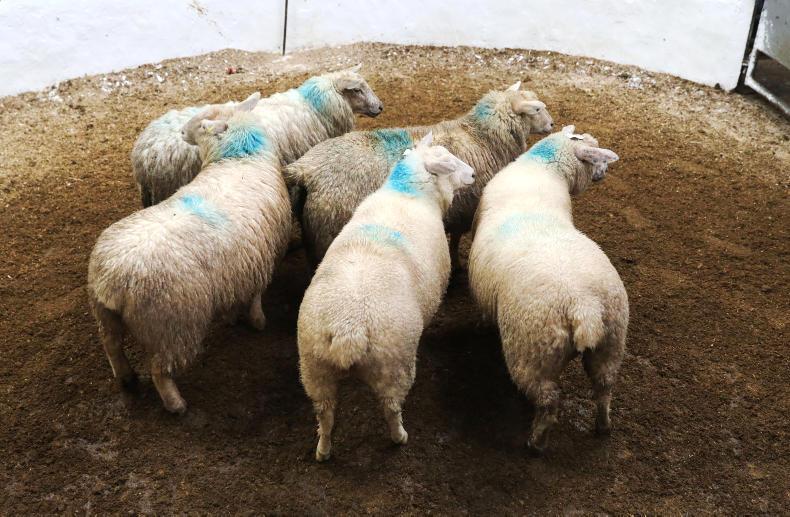 Camera at the mart: lambs up €2 to €3/head at Tullow Mart - Premium