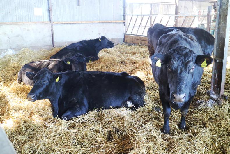 Five tips for pre-calving management - Premium