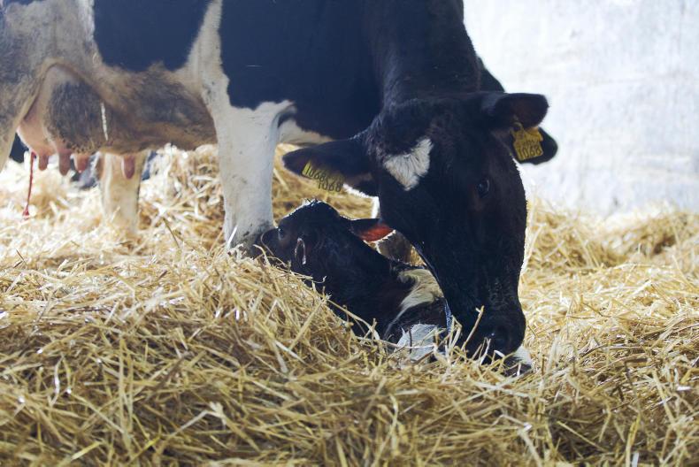 Vet's corner: time for spring-calving herds to start preparations - Premium