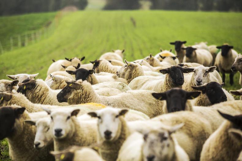 Sheep Welfare Scheme opens for new applicants - Free
