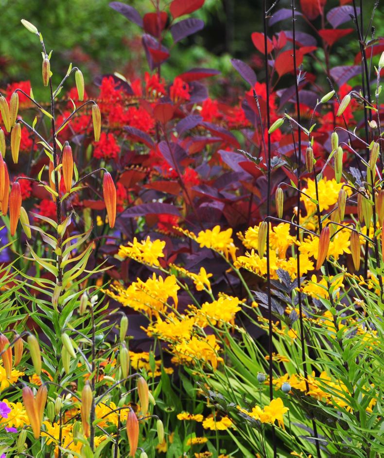 Brooding dark foliage - Premium