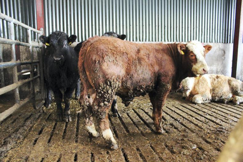 Higher feed costs impact on bull beef systems - Premium