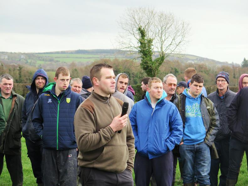 Geese grazing grass in Donegal - Premium