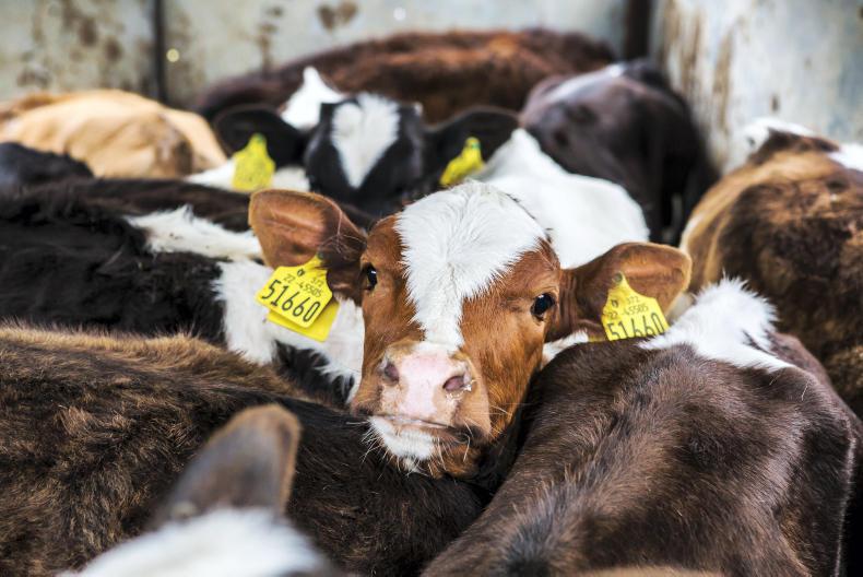 Increased lairage for 400 animals at Cherbourg - Free