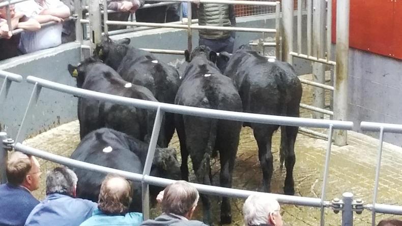 Grass buyers 'out in force' at Corrin mart - Premium