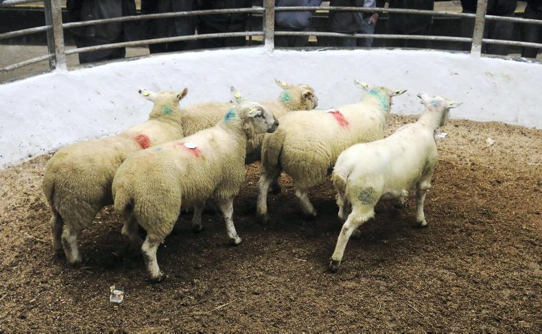 Camera at the Mart: more bite in Tullow Mart sheep sale - Premium