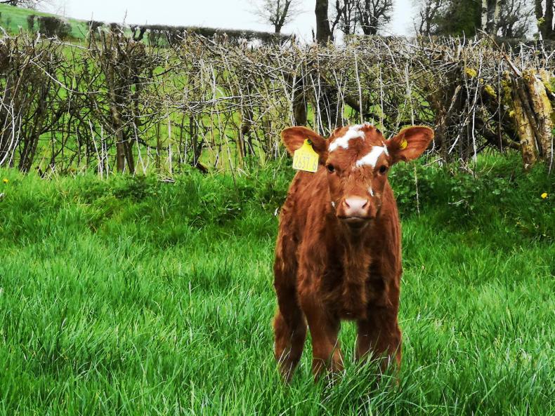 The ups and downs of spring calving - Premium