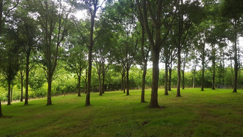 National tree week activities and events - Premium