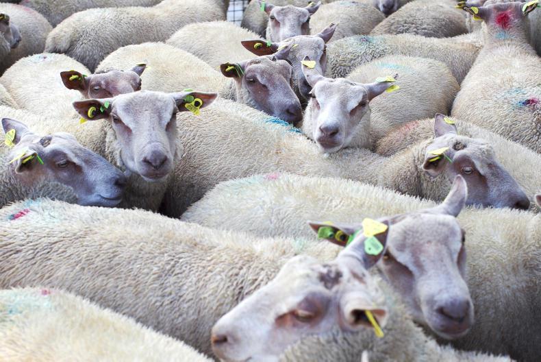 Sheep management: tagging lambs, scald and shearing safety - Premium