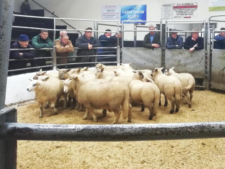 Camera at the Mart: lamb prices up €4 to €5 in Tullow Mart - Premium