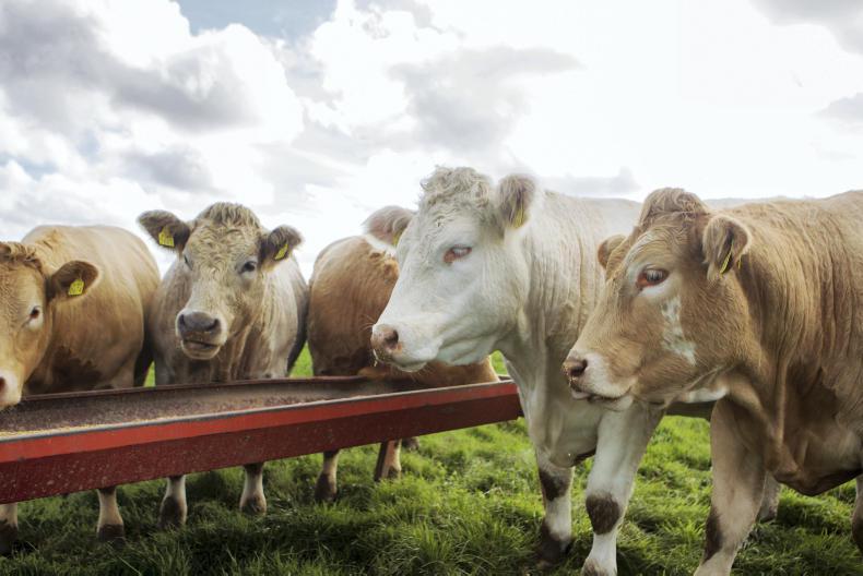 Five tips for grass finishing cattle - Premium