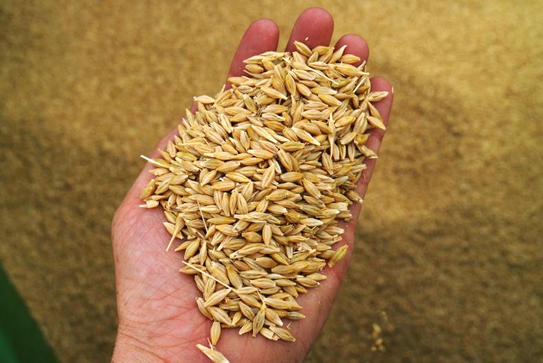 Listen: grants to encourage the use of native grains - Premium