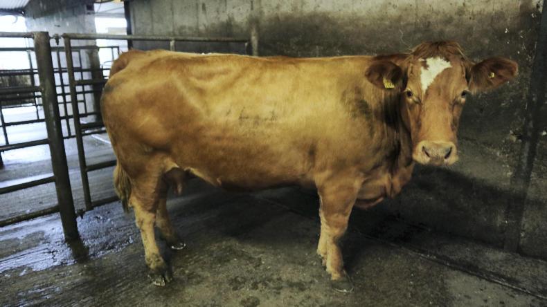 Low cow numbers on offer right across the country - Premium