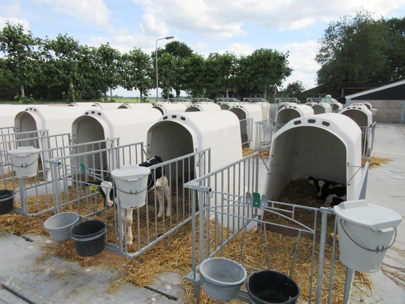 Calf rearing lessons from the Netherlands - Premium