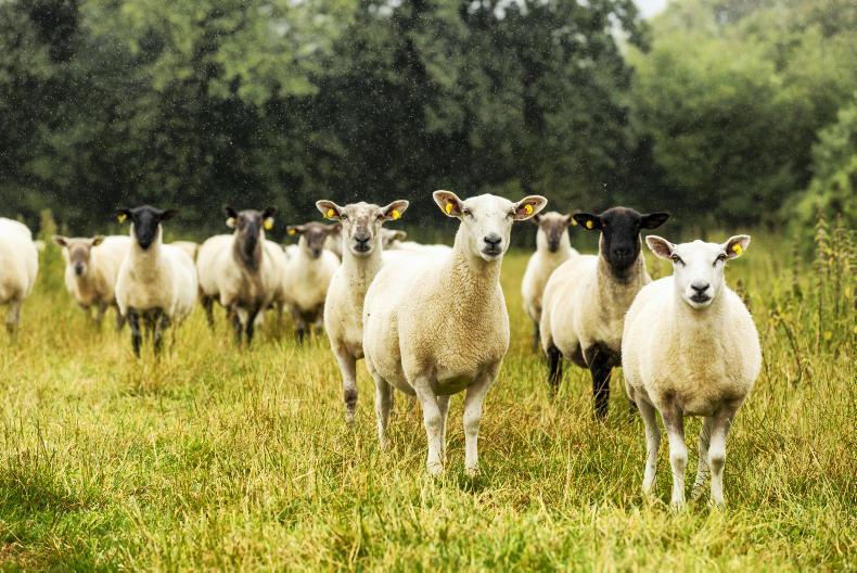 Irish Farmers Journal – For the Latest Farming News in Ireland