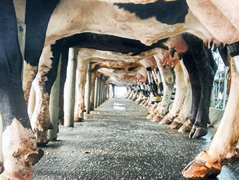 Make the most out of the dry period and improve udder health during ...
