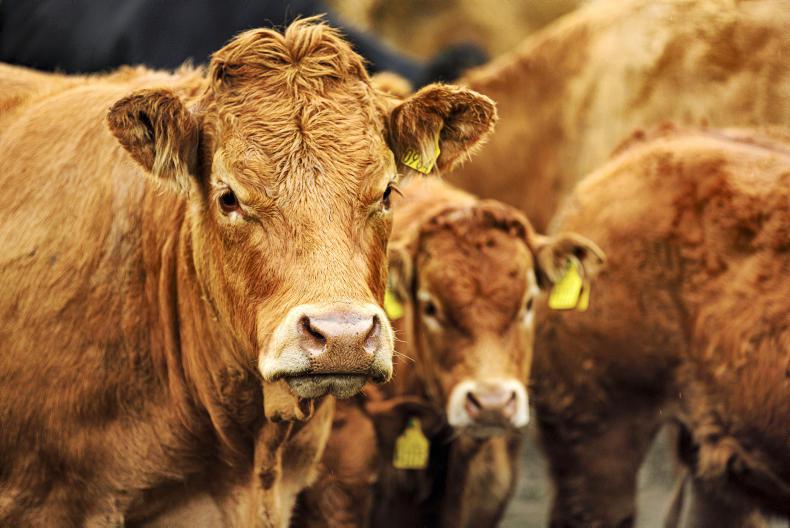 Five autumn management tasks for spring-calving cows - Premium