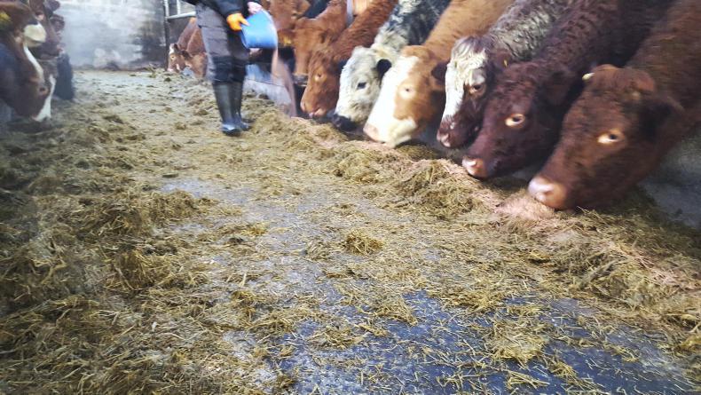 Get in early with pre-calving minerals - Premium