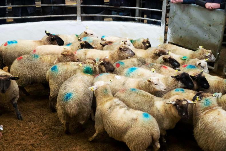 Camera at the Mart: heavy lambs up €7 to €8/head at Tullow - Premium