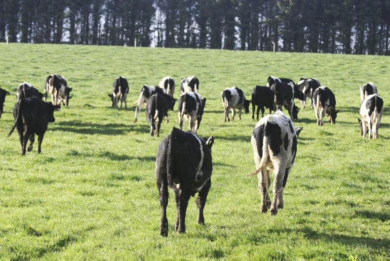 Dairy beef conflict in Teagasc - Premium