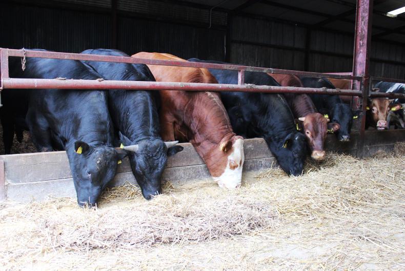 Monday management: time to move bulls on to finishing rations - Premium