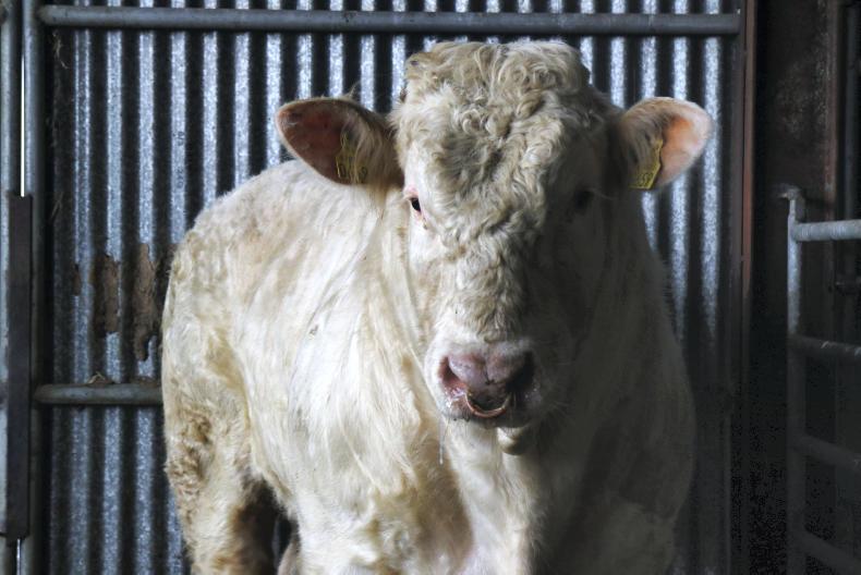 Post-purchase bull management guide - Premium