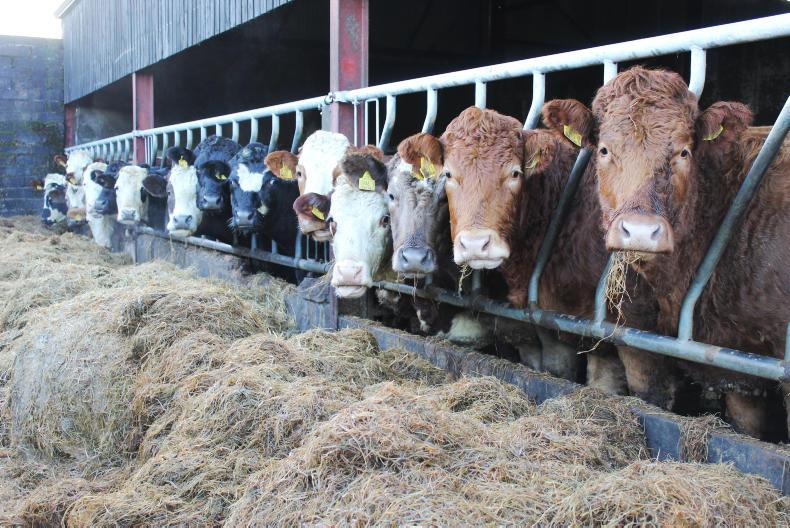 Five tips to managing cows pre-calving - Premium