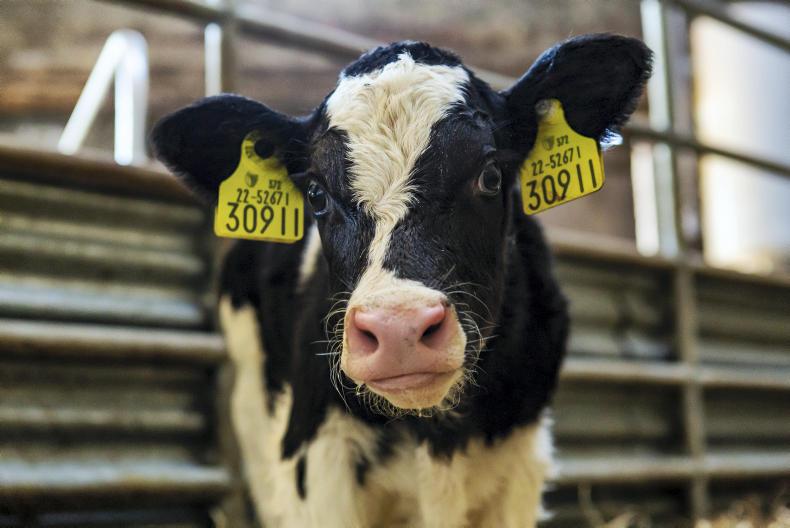 Getting ready for spring calving - Premium