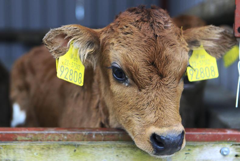 Jerseys take over active bull list - Premium