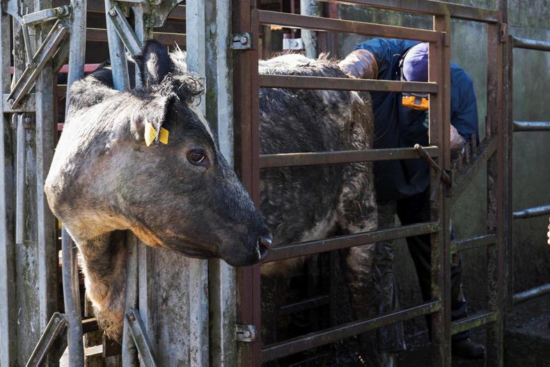 Monday management: time to scan autumn-calving cows - Premium