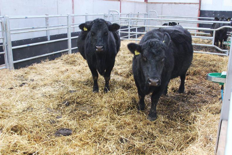 Monday management: moving cows to straw-bedded calving pens - Premium